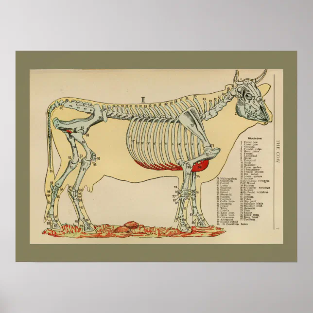 1917 Vintage Cow Skeletal Anatomy Chart | Zazzle.co.nz