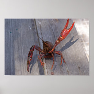 Cajun Crawfish Posters & Photo Prints | Zazzle NZ