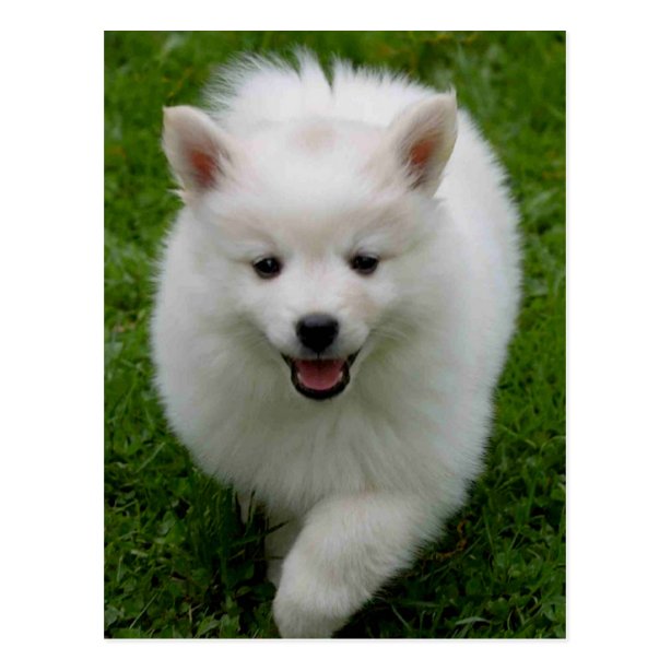American Eskimo Dog Postcards | Zazzle NZ