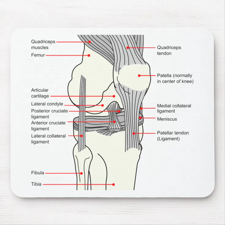 Anatomical Diagram of a Human Right Knee Joint Mouse Pad | Zazzle.co.nz