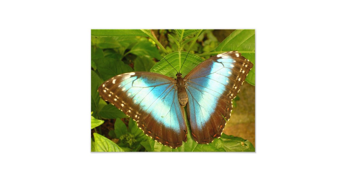 Beautiful Blue and Black Butterfly Poster | Zazzle.co.nz