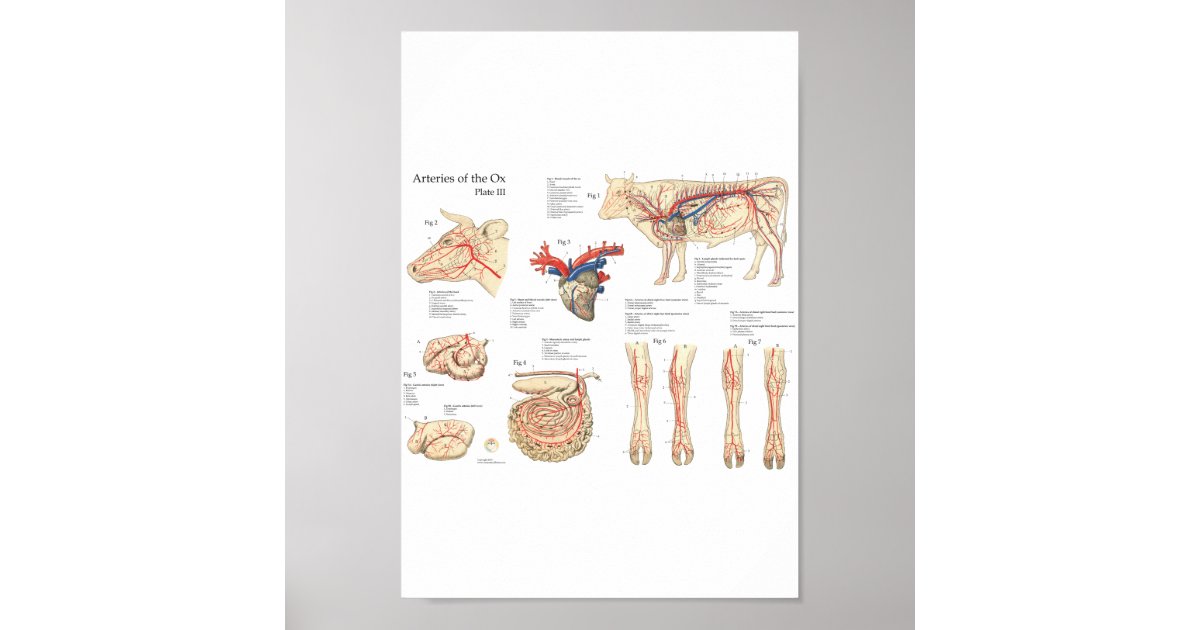 Bovine Cow Blood Vessels Anatomy Poster | Zazzle.co.nz
