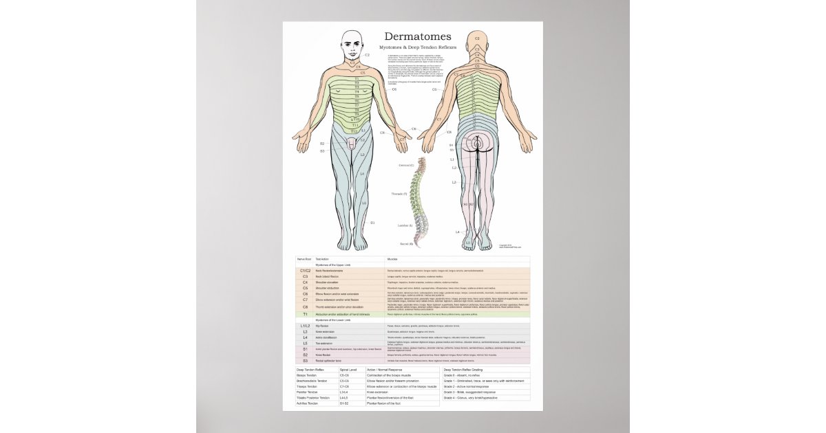 Dermatomes, Myotomes and DTR Poster | Zazzle.co.nz