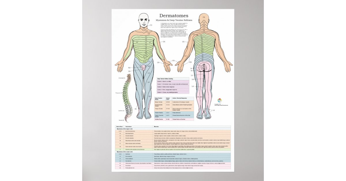 Dermatomes Myotomes and DTR Poster Chiropractic | Zazzle.co.nz