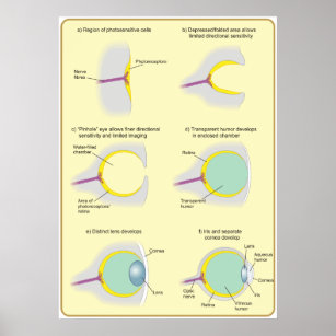 Eye Chart Posters & Photo Prints | Zazzle NZ
