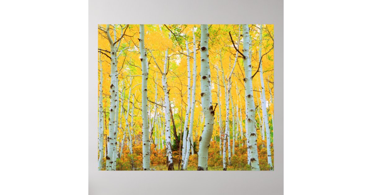 Fall colours of Aspen trees 1 Poster | Zazzle.co.nz