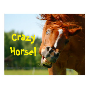 Crazy Horse Postcards | Zazzle NZ