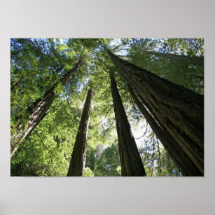 Pine Trees Botanical Posters & Photo Prints | Zazzle NZ