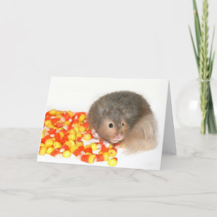 Hamster Cards | Zazzle NZ
