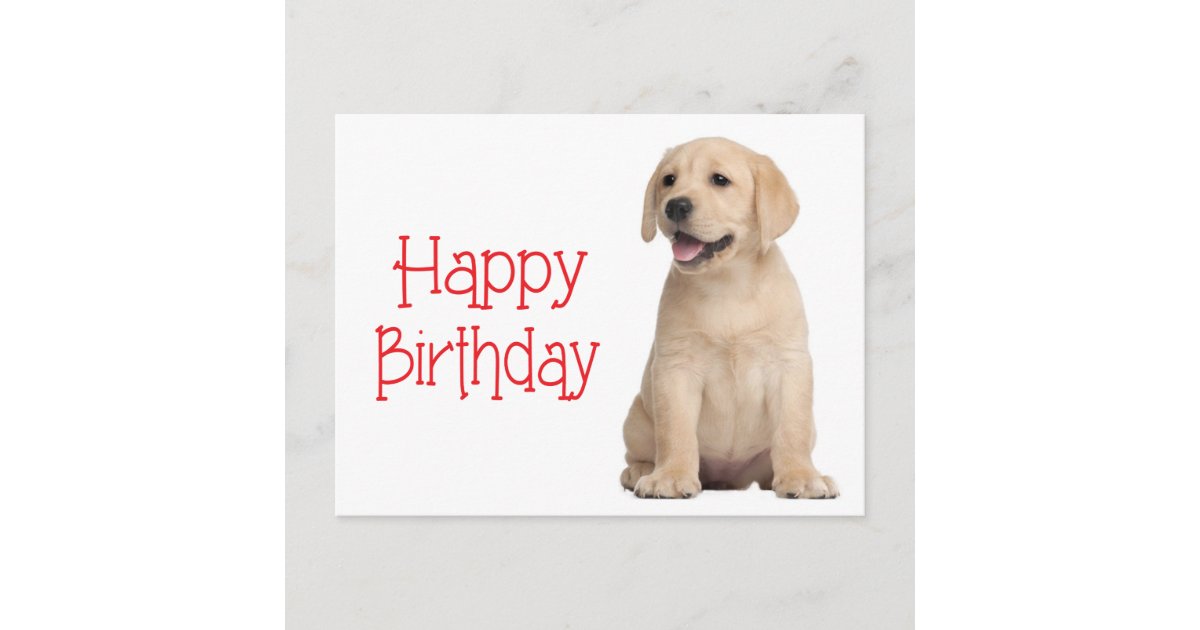 Happy Birthday Yellow Labrador Retriever Postcard | Zazzle.co.nz
