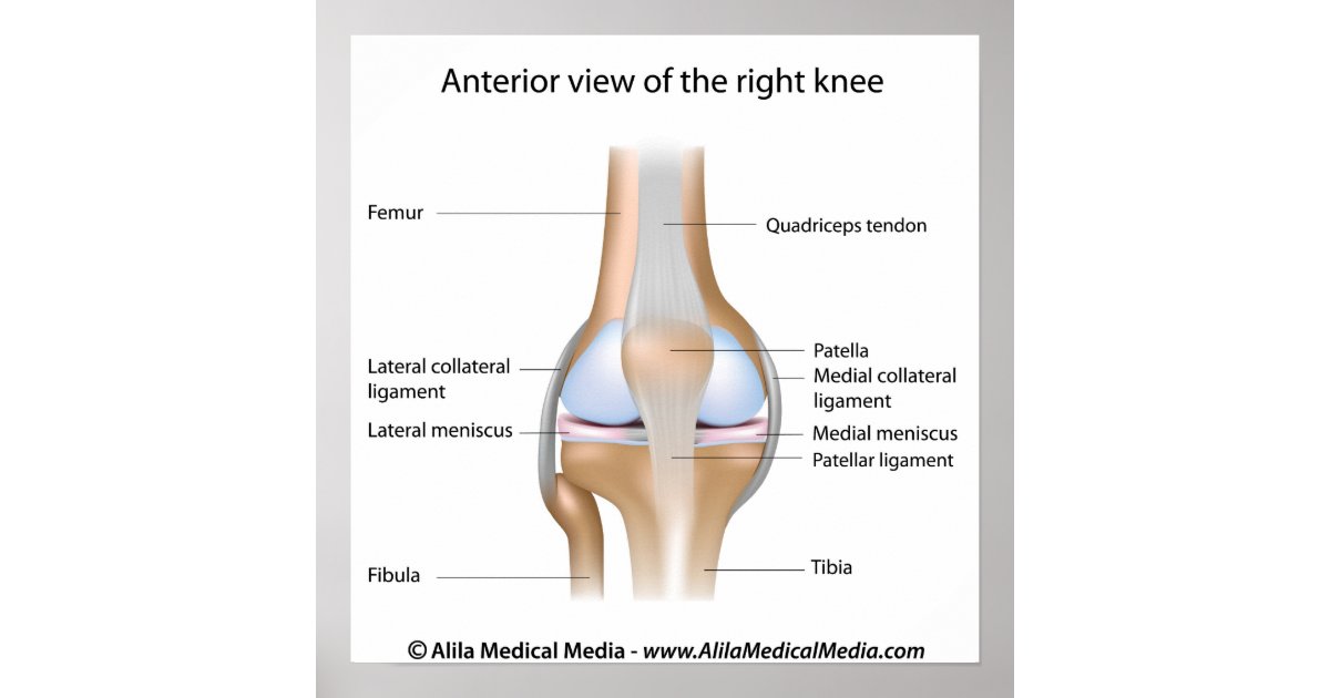 Knee joint anatomy labelled diagram. poster | Zazzle.co.nz