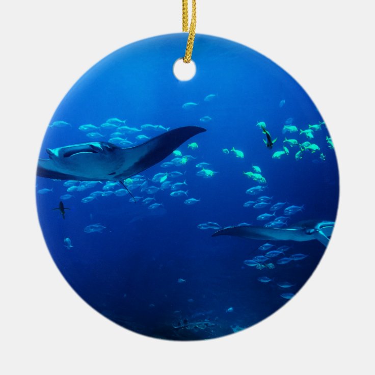 Manta Rays Ceramic Tree Decoration | Zazzle.co.nz