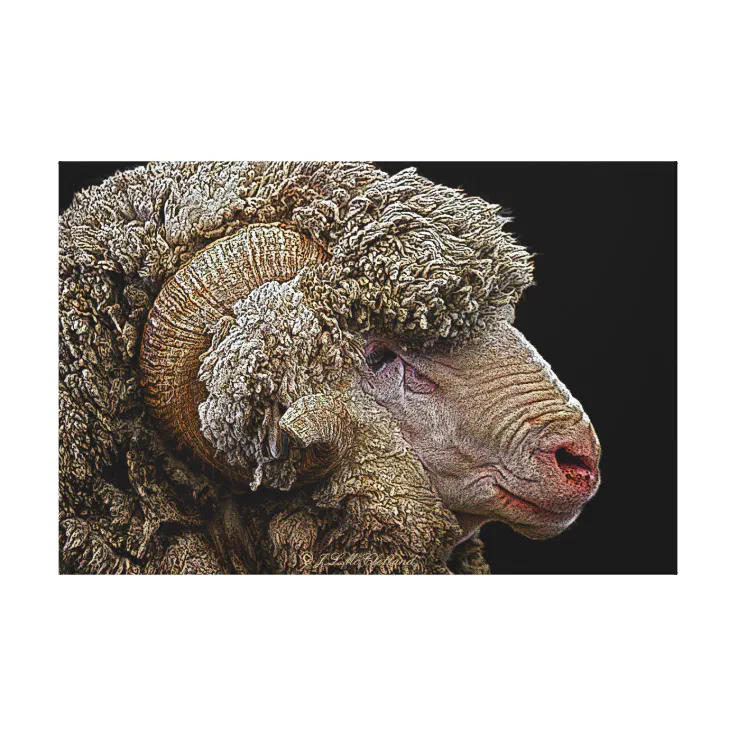 Merino sheep art canvas print | Zazzle.co.nz