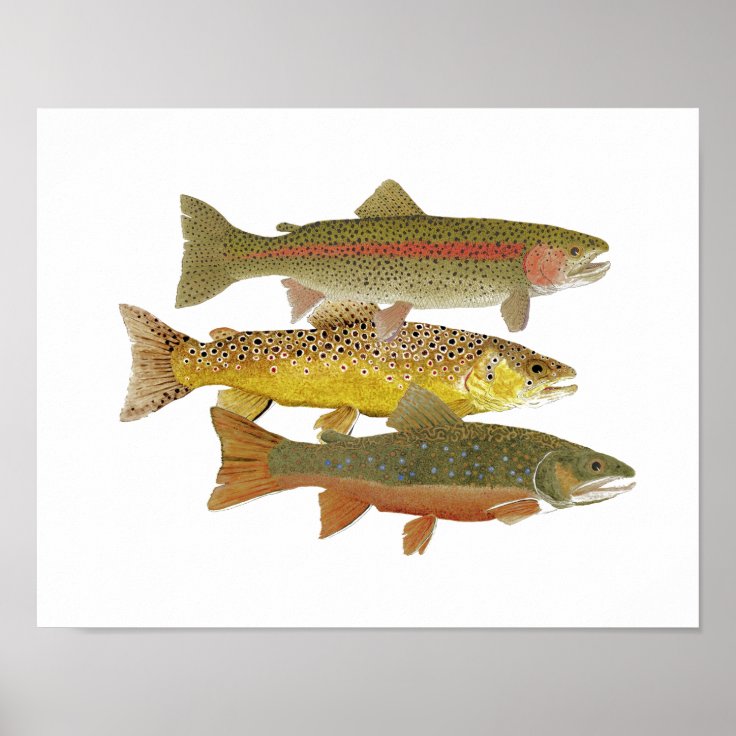 Most Popular Trout Artwork Poster | Zazzle.co.nz