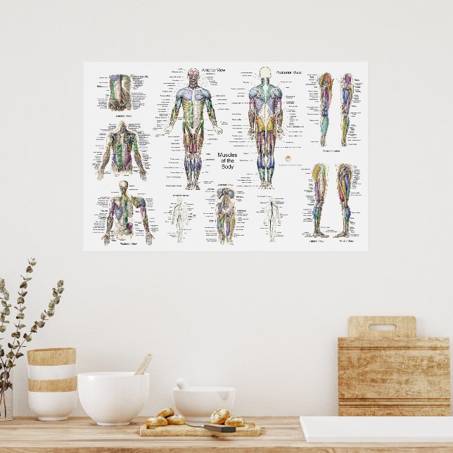 Musculo Anatomia Posters Anterior Posterior Deep Layers 45 Off