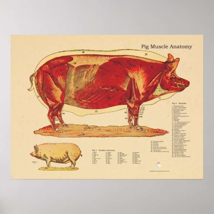 Pig Veterinary Muscle Anatomy Chart | Zazzle.co.nz