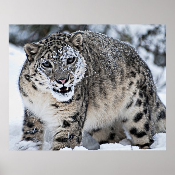 Snow Leopard Posters & Photo Prints | Zazzle NZ