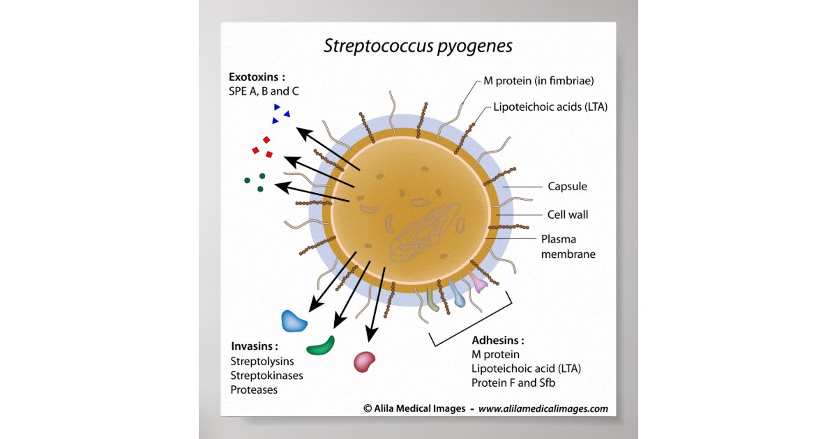 Strep pyogenes labelled diagram. poster | Zazzle.co.nz