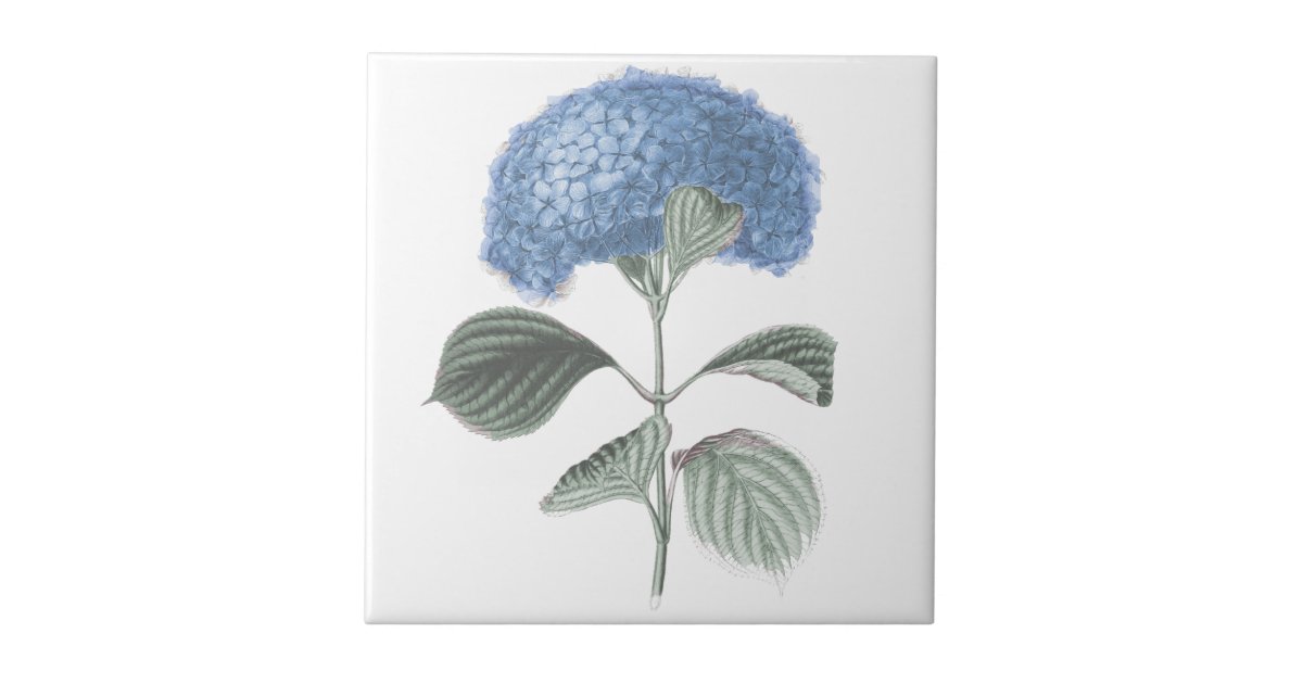 Stunning Blue Hydrangea Flower Tile | Zazzle.co.nz
