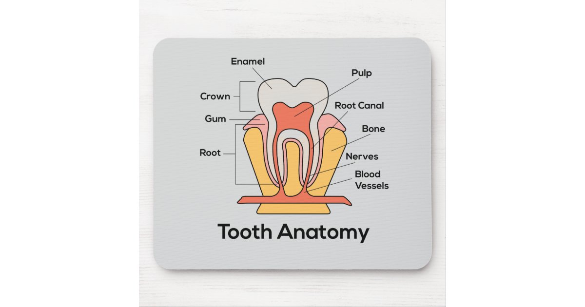 Tooth Anatomy Chart Mouse Pad | Zazzle.co.nz