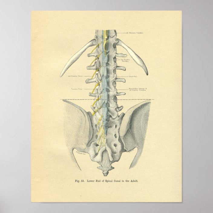 Vintage Frohse Anatomical Lumbar Spine Poster | Zazzle.co.nz