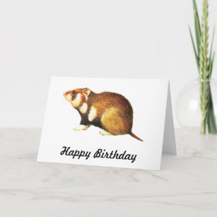 Hamster Cards | Zazzle NZ